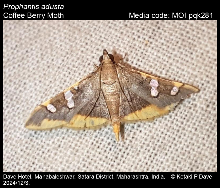 Prophantis adusta | Moths